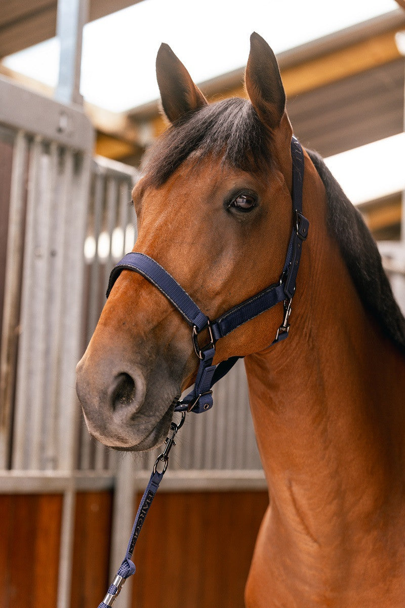 Hansey Horse Halter with Lead Rope – Harcour USA